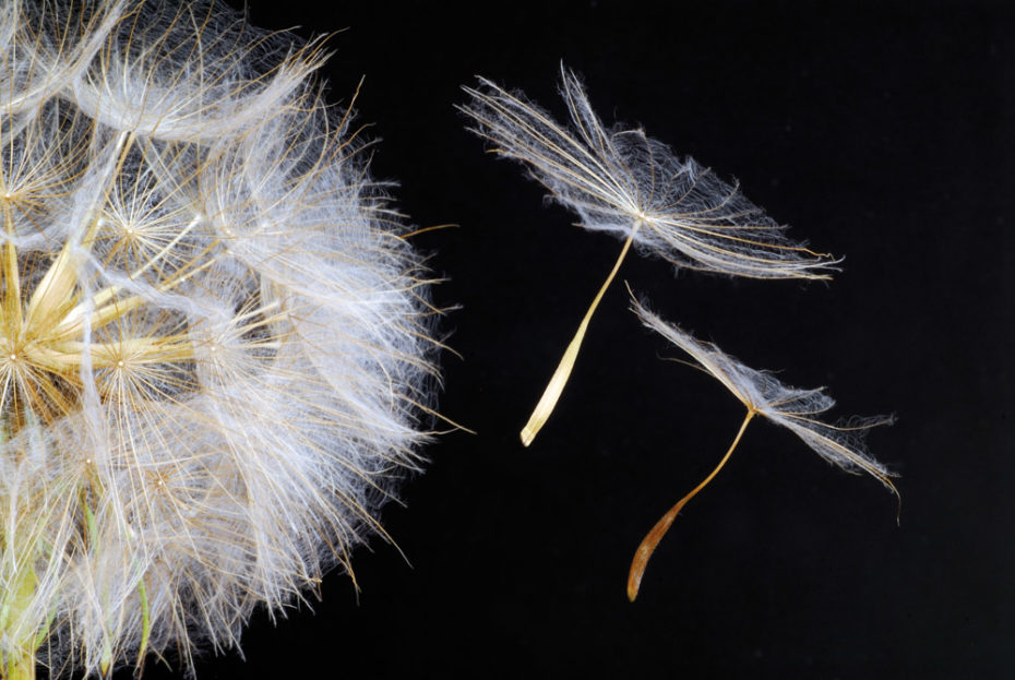 Las semillas silvestres y sus sorprendentes diseños - BAO, La Revista ...